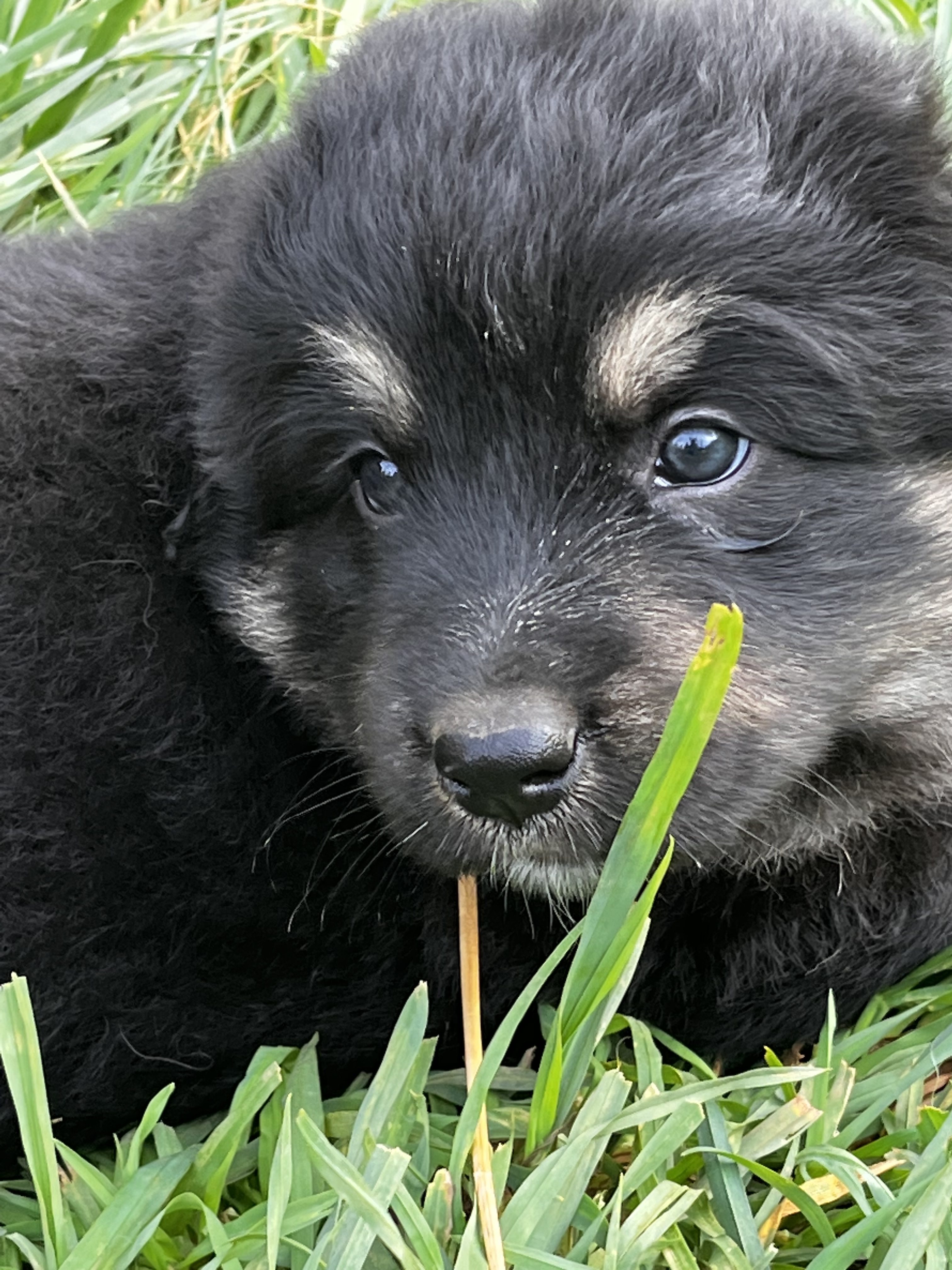 OUR PUPPIES – Pastore della Sila / Sila Shepherds USA