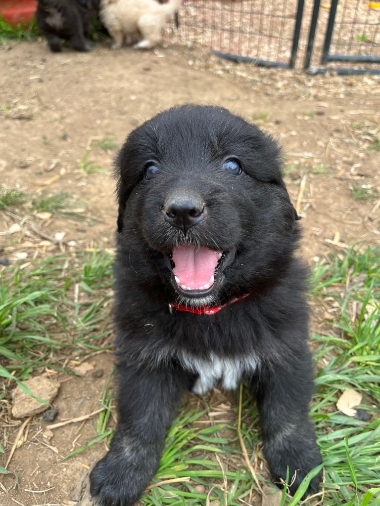 OUR PUPPIES – Pastore della Sila / Sila Shepherds USA